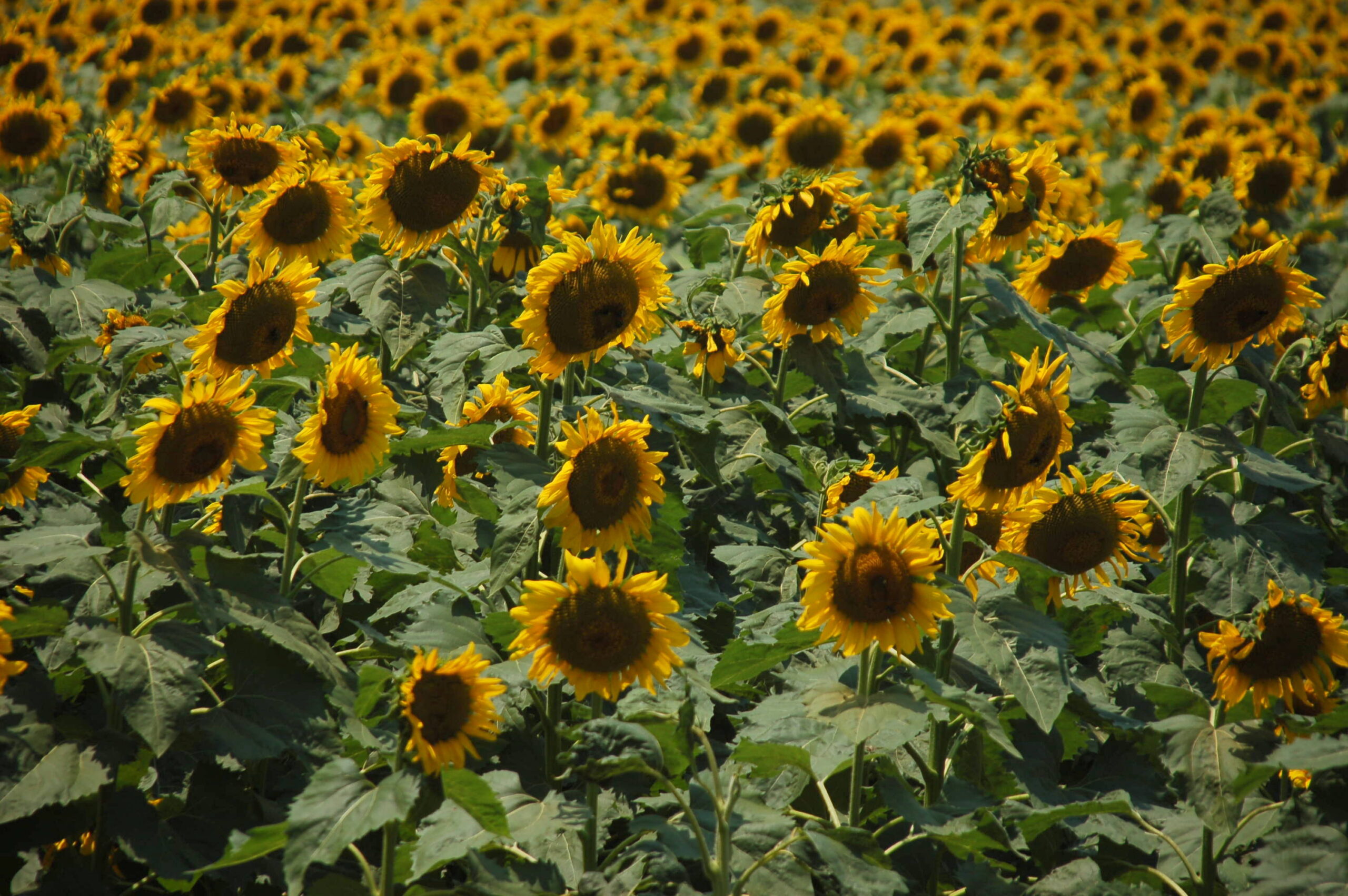 Photos – Random Connections